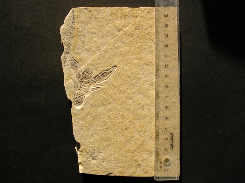 Fossilien aus Solnhofener Plattenkalk