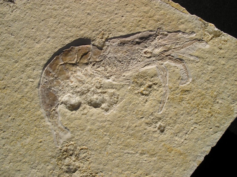 Fossilien aus Solnhofener Plattenkalk