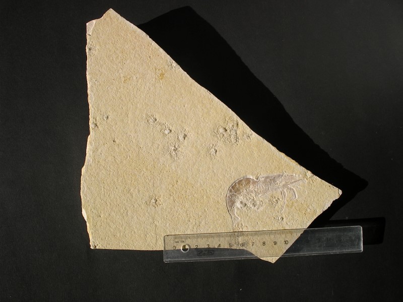 Fossilien aus Solnhofener Plattenkalk