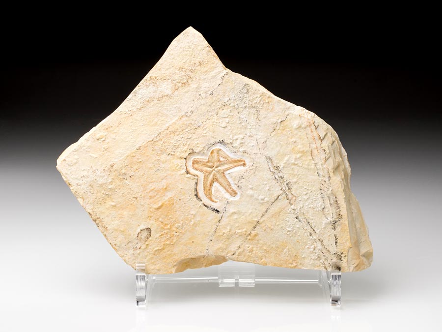 Fossilien aus Solnhofener Plattenkalk