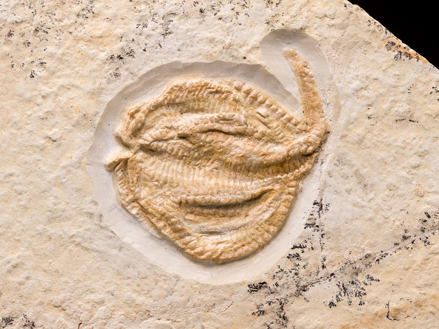 Fossilien aus Solnhofener Plattenkalk