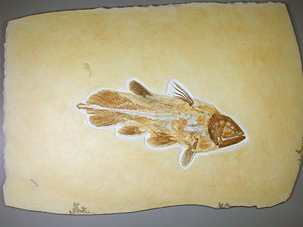 Repliken in Museumsqualität, Solnhofener Plattenkalk, Quastenflosser