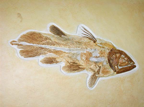 Repliken in Museumsqualität, Solnhofener Plattenkalk, Quastenflosser