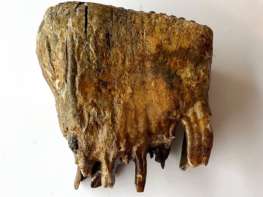 Eiszeitliche Mammutzähne von der Doggerbank