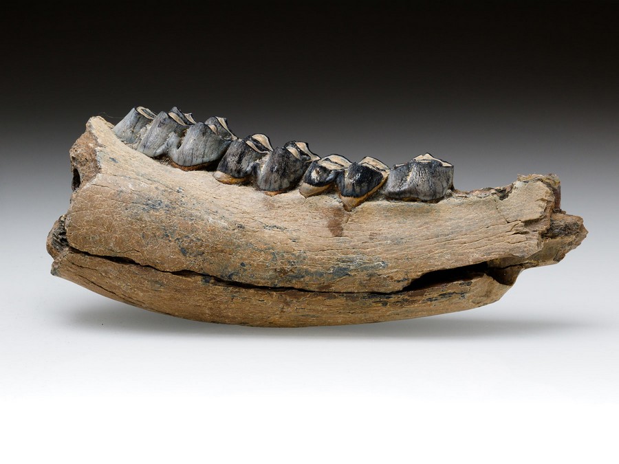 Knochen und Zähne von eiszeitlichen Säugetiere