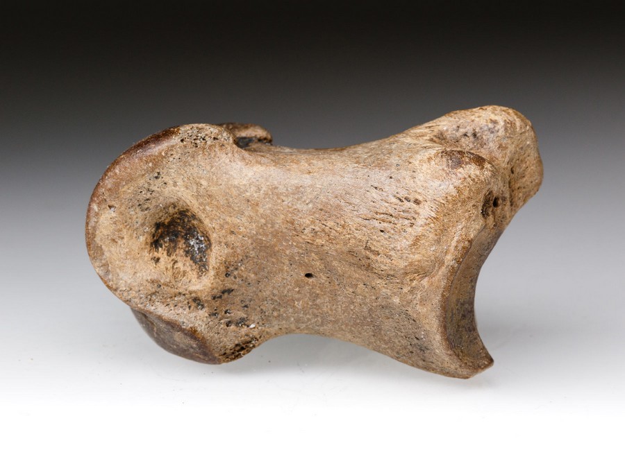 Knochen und Zähne von eiszeitlichen Säugetiere