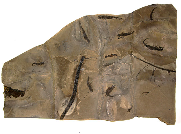 Branchiosaurier aus Odernheim