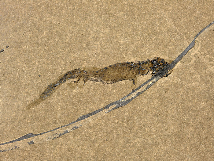 Branchiosaurier aus Odernheim