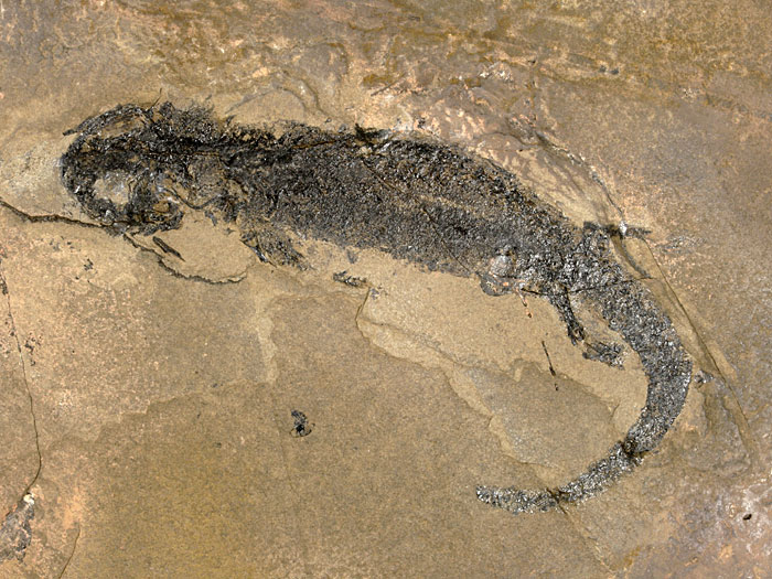 Branchiosaurier aus Odernheim