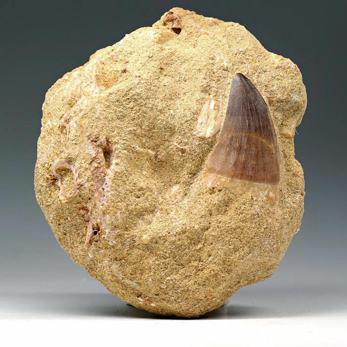 Mosasaurier aus Marokko