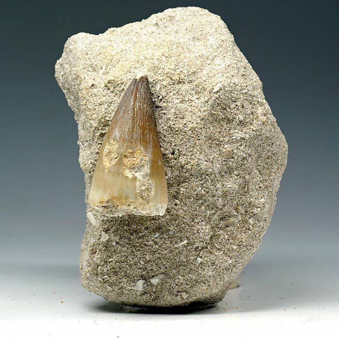 Mosasaurier aus Marokko