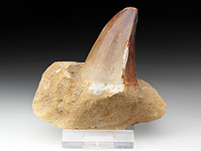 Mosasaurier aus Marokko