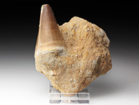 Mosasaurier aus Marokko