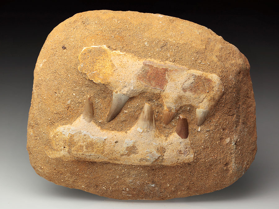 Mosasaurierzahn aus Marokko zum Kaufen