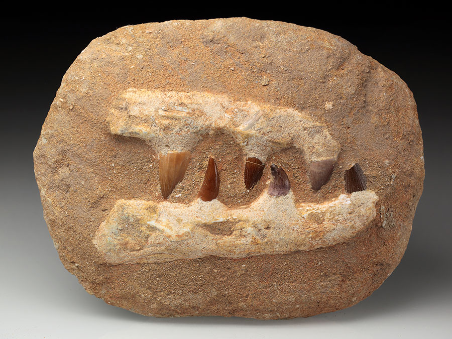 Mosasaurierzahn aus Marokko zum Kaufen