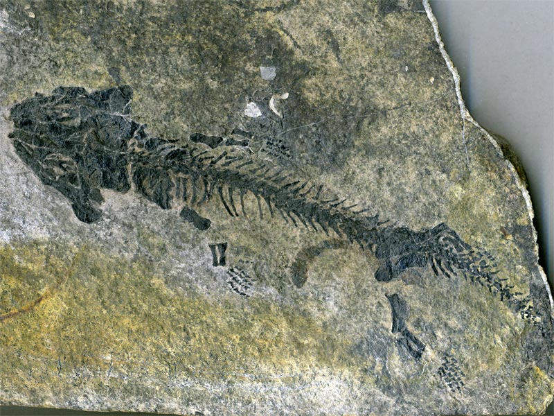 räuberischer Urlurch aus Teschechien