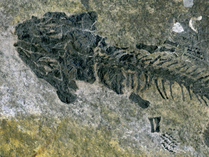 räuberischer Urlurch aus Teschechien