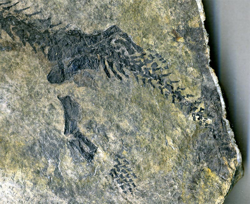 räuberischer Urlurch aus Teschechien