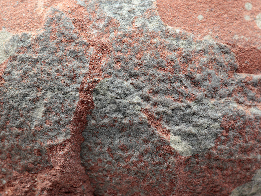 Sauriereier aus China zum Kaufen