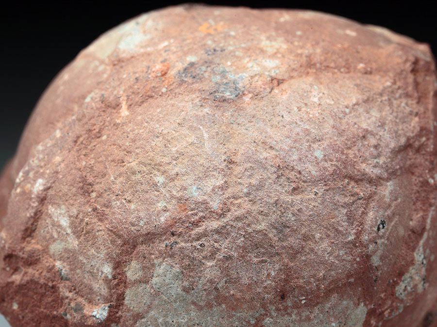 Sauriereier aus China zum Kaufen