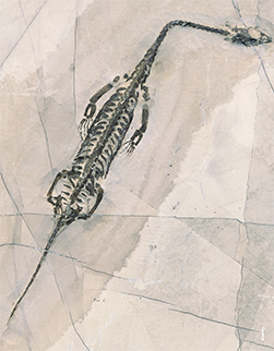 Schwimmsaurier aus China