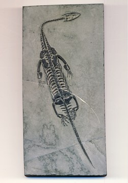 Schwimmsaurier aus China