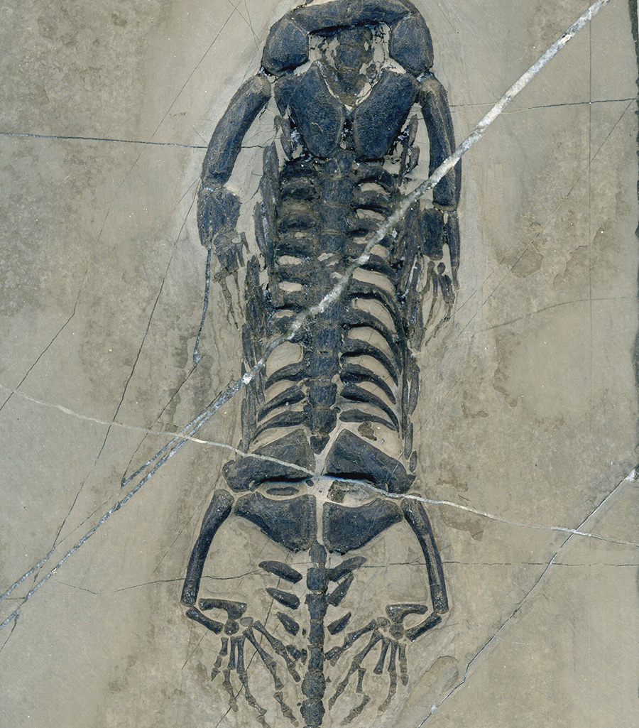 Schwimmsaurier aus China