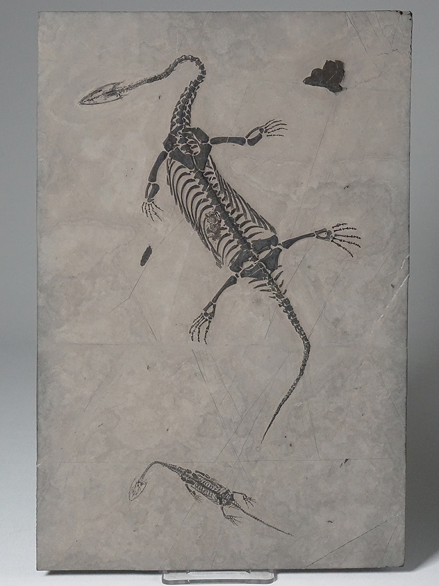 Schwimmsaurier aus China