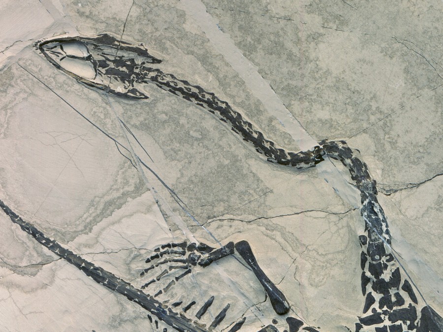 Schwimmsaurier aus der Trias zum Kaufen