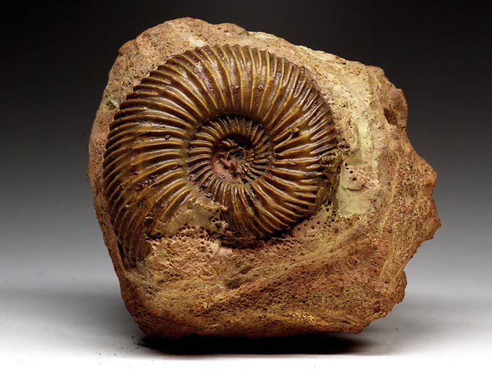 Ammoniten aus Sengenthal
