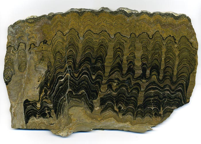 Stromatolithen und Einzeller