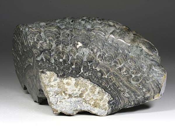 Stromatolithen und Einzeller