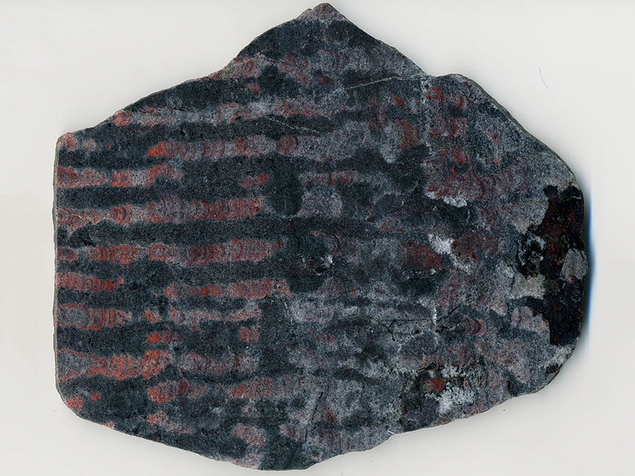 Stromatolithen und Einzeller