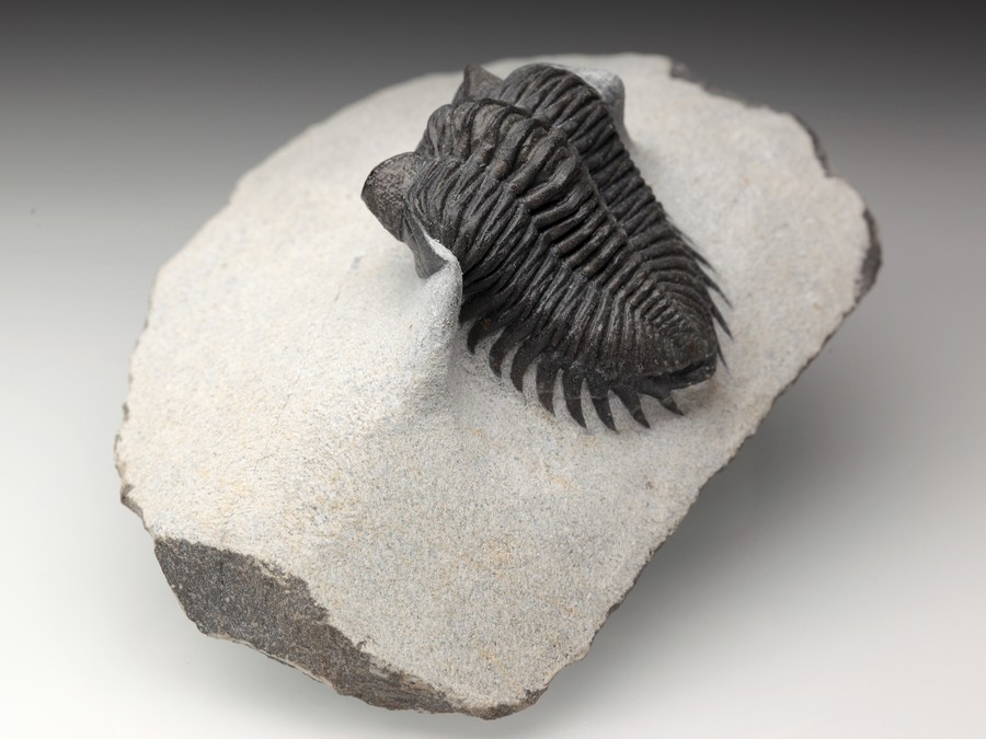 Trilobiten aus Marokko zum Kaufen