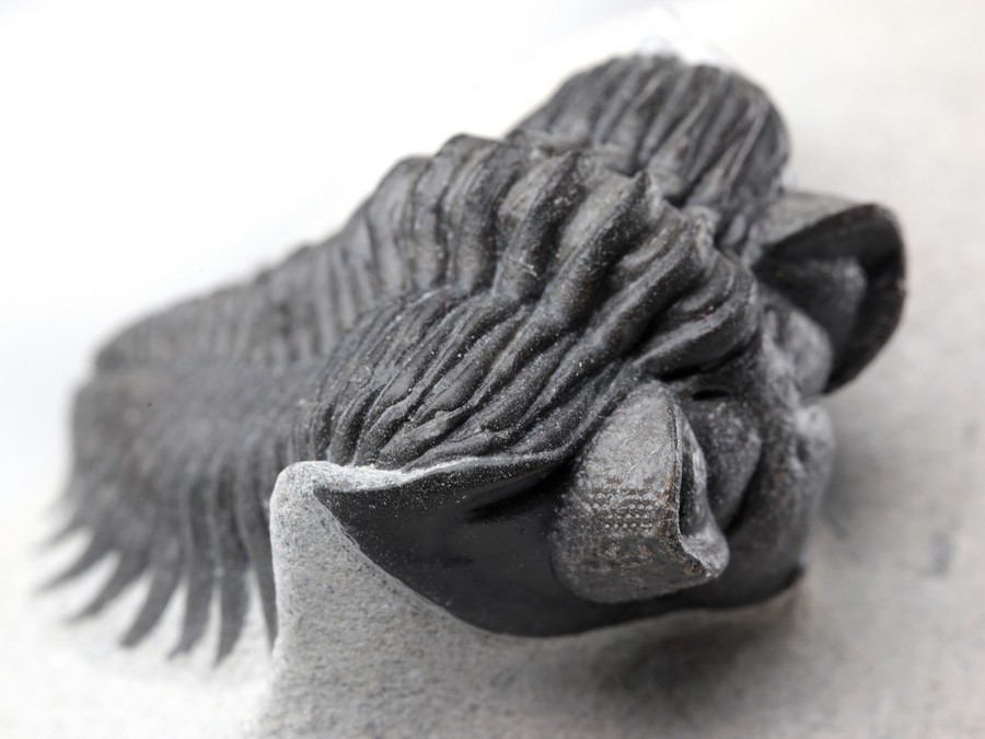 Trilobiten aus Marokko zum Kaufen