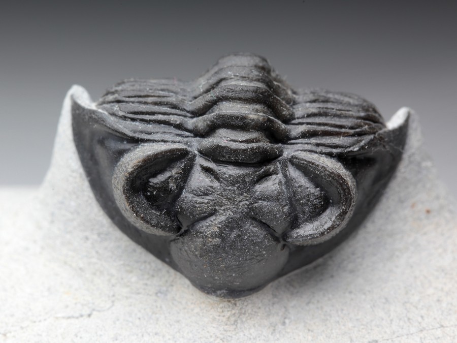 Trilobiten aus Marokko zum Kaufen