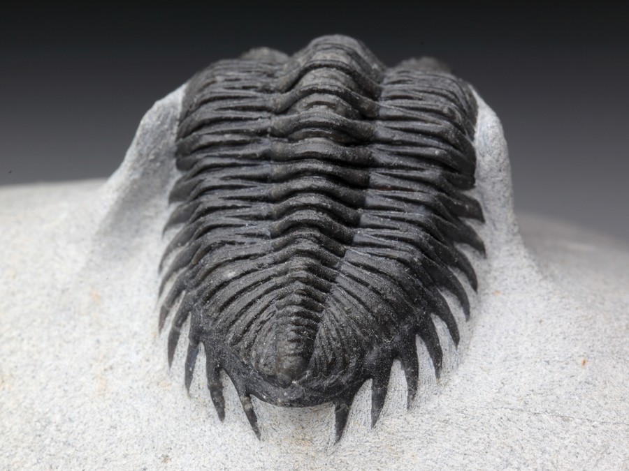 Trilobiten aus Marokko zum Kaufen