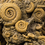 Bernstein, Fossilien, Ammoniten, Repliken und vieles mehr zum Kaufen