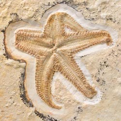 Fossilien aus dem Solnhofener Plattenkalk (Solnhofener Naturstein) zum ...